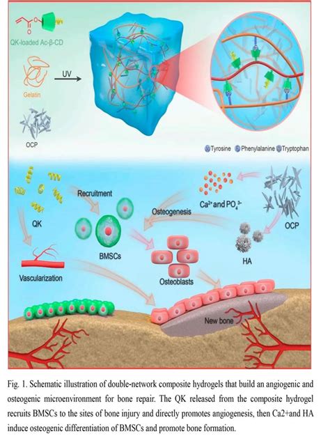 组织工程支架：ac β Cd Gelatin Ocp 知乎