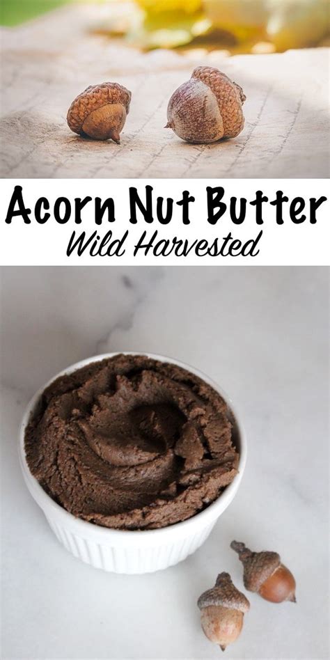 Acorn Nut Butter Foraging Recipes Foraged Food Acorn Recipe