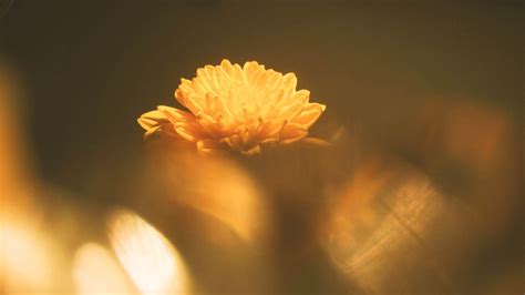 Xanthopsia Smithsonian Photo Contest Smithsonian Magazine