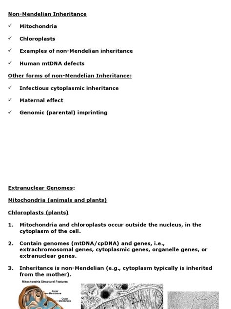Extranuclear Inheritance 3 Pdf Mitochondrial Dna Mitochondrion