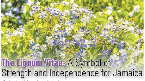 The Lignum Vitae A Symbol Of Strength And Independen­ce For Jamaica