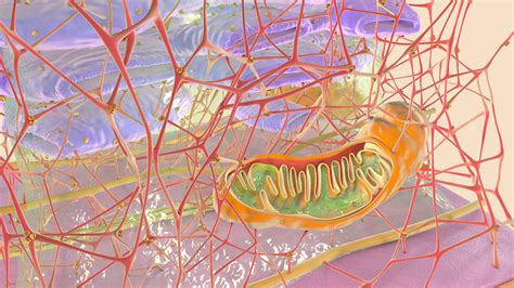 Cytoskeleton Structure Images Behance