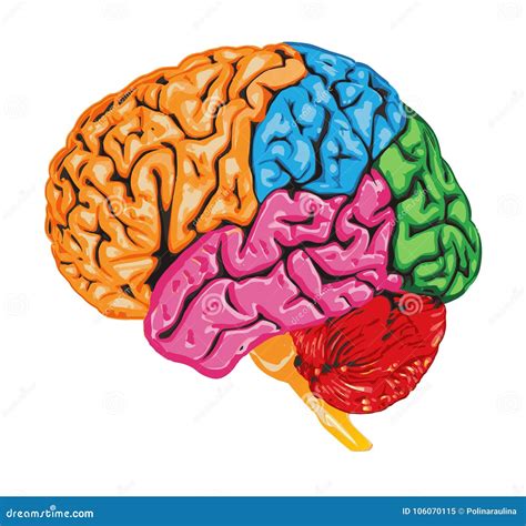 Human Brain Drawing Why Your Brain Is Not A Computer Neuroscience