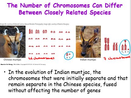 Chromosome Structure MBB 201 Flashcards Quizlet