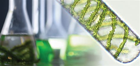 What Is A Bioreactor For Algae And Why You Might Want One Seaweeding Algae And Seaweed Growing