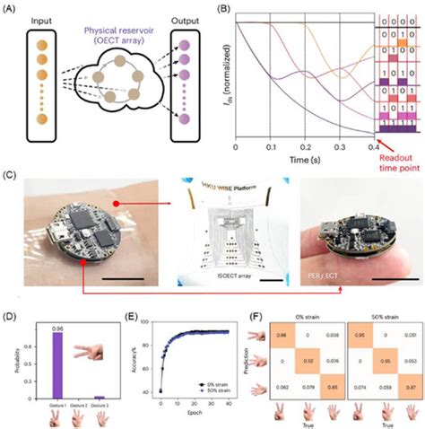 Wearable Sensors Based On Stretchable Organic Transistors Liu 2025 Smartmat Wiley Online