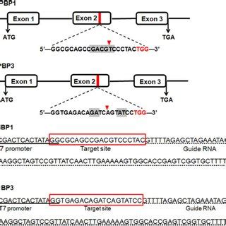 Diagram Of Target Sites And Elements Of Single Guide RNA SgRNA Of Download Scientific Diagram