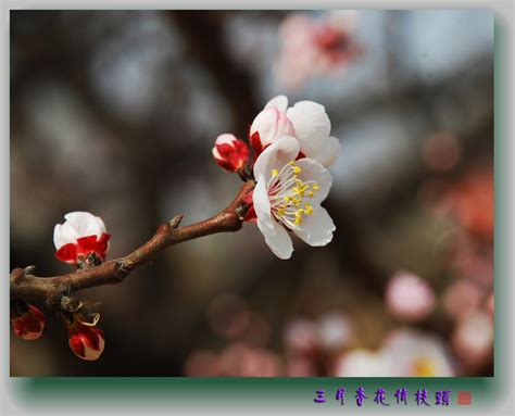 三月杏花俏枝头摄影图片生态摄影 太平洋电脑网摄影部落