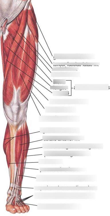 lab 4 diagram quizlet
