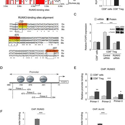 Transcription Machinery Of Foxp3 In Cd8 Treg Cells Schematic Diagram