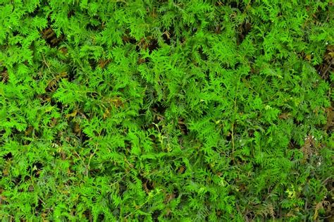 Premium Photo Green Grass Wall Texture For Backdrop Design And Eco Wall And Die Cut For Artwork