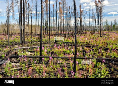 Secondary Succession Forest Fire