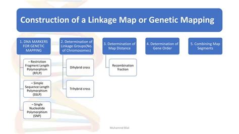 Gene Mapping Genetic Map Vs Physical Map Determination Of Map Distance And Gene Order Pdf
