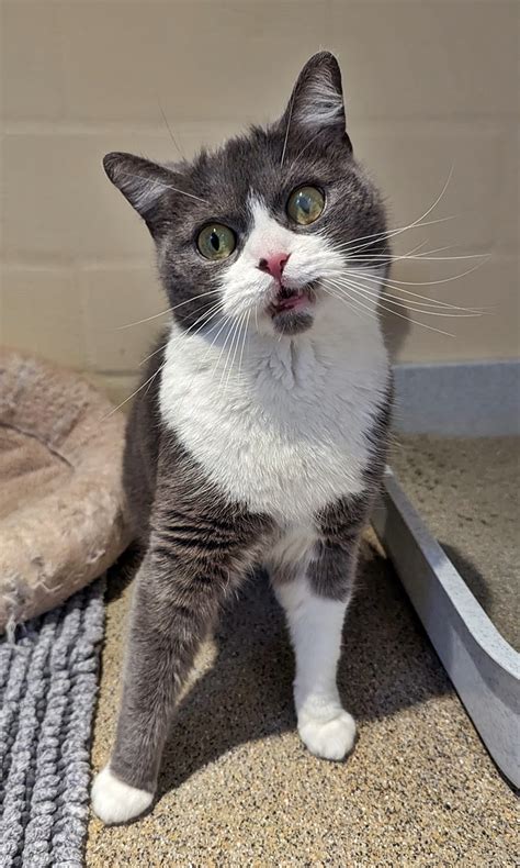 Sch Ne Sch Chterne Isolde Tierheim Bocholt