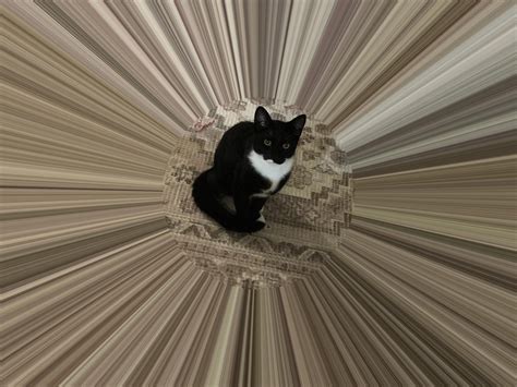 Catswillfly