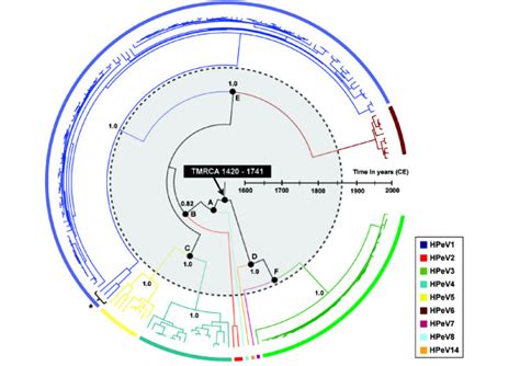 bayesian time scaled phylogeny of hpev based on vp1 sequence analysis