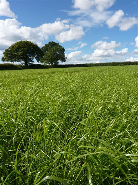 Rye Grass Field Sport Turf Rye Grass Seed Blend — Rohrer Seeds