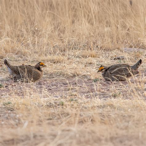 Lesser Prairie Chicken Conservation Bank Balances Development With