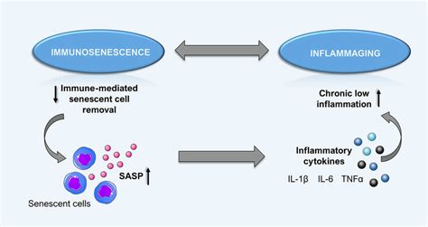 The Vicious Circle Of Immune Alteration In Aging Deleterious