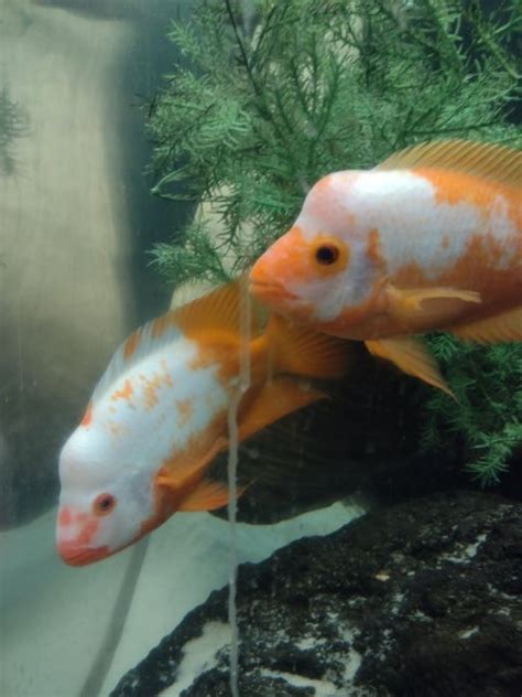 Want To Buy Creamsicle Red Devilmidas