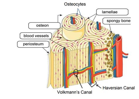 Bone Tissue Labeled Diagram