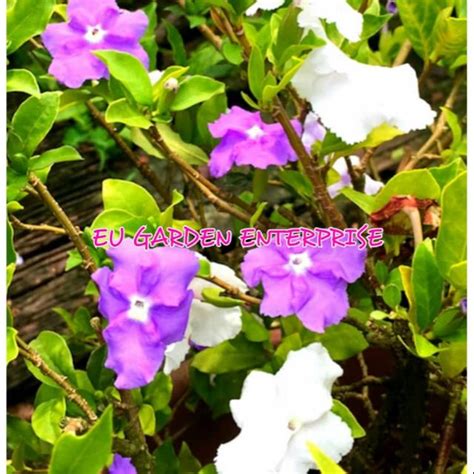 Pokok Bunga Ytt Yesterday Today Tomorrow Berbau Wangi Shopee Malaysia