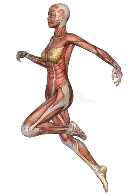女性解剖学形象 库存例证 插画 包括有 例证 查出 设计 医学 科学 空白 妇女 肌肉 健康 41648169