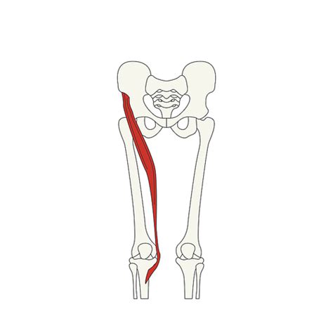 유토이미지 뼈와근육 상완이두근의 단두 인체 벡터 일러스트