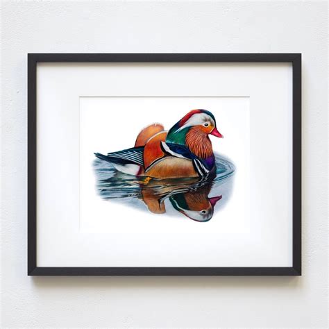 Mandarin Duck Limited Edition Print Etsy