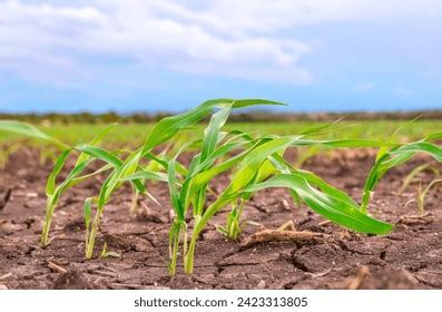 Hundred Intercropping Mixed Cropping Royalty Free Images Stock Photos Pictures Shutterstock