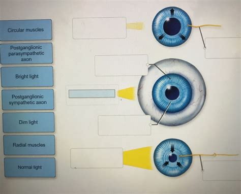 Solved Circular Muscles Postganglionic Parasympathetic Axon