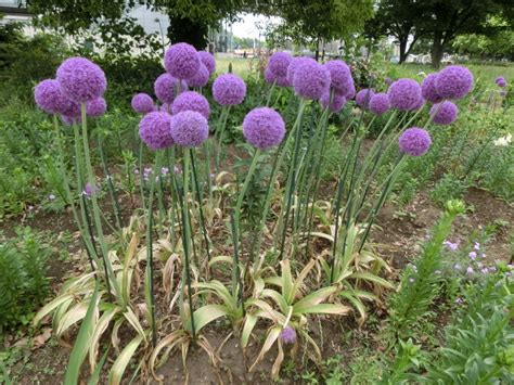 植物編のユリ科のアリウムギガンジューム