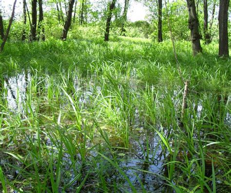 Mapping And Assessment Of Ecosystems And Their Services Iwlearn