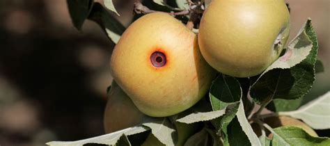 Beware Codling Moth The Diggers Club