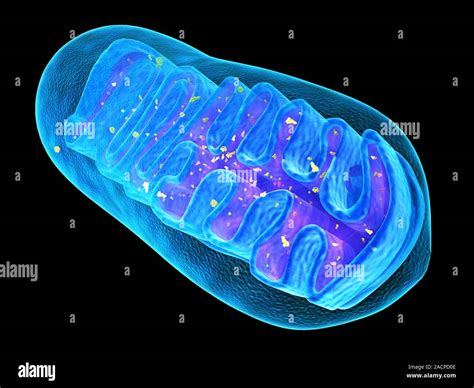 Mitochondrial Structure Computer Artwork Of A Mitochondrion Showing A