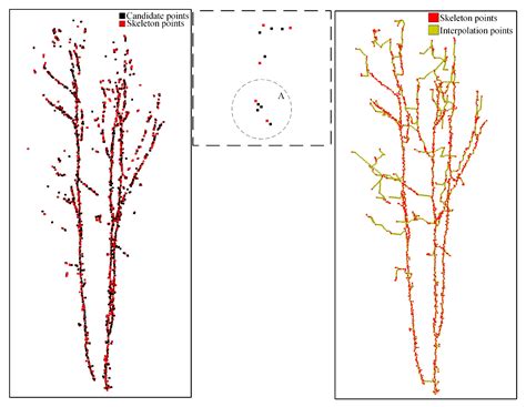 An Effectively Dynamic Path Optimization Approach For The Tree Skeleton Extraction From Portable