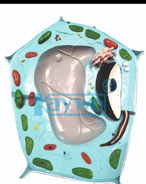 Fiberglass Biological Models For School At ₹ 750piece In Ambala Id 2851505547055