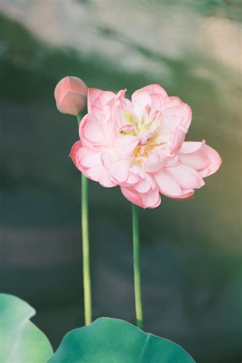 햇빛 속의 아름다운 분홍 연꽃 · 무료 스톡 사진
