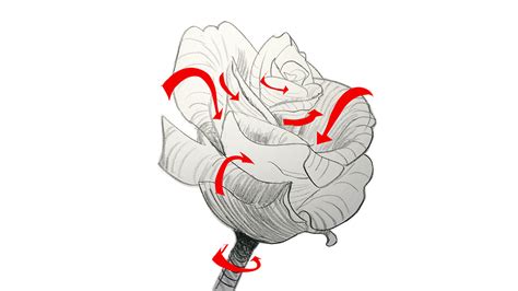 How To Draw A Rose Beginner And Advanced Tips Creative Bloq