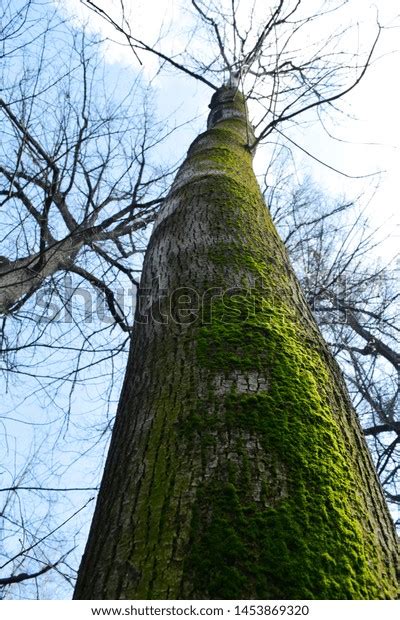 Naked Tall Leafless Tree Branches Blue Stock Photo 1453869320 Shutterstock