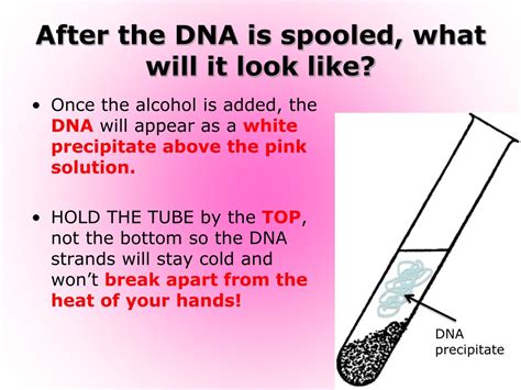 PPT DNA Extraction From Strawberries Pre Lab PowerPoint Presentation ID 162465