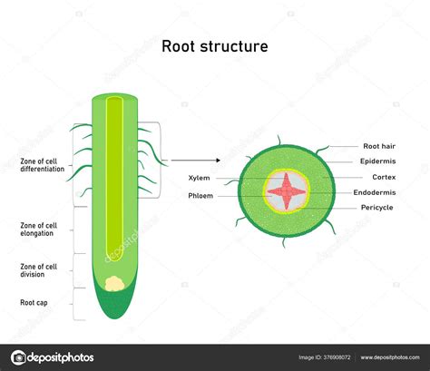 Plant Roots Diagram