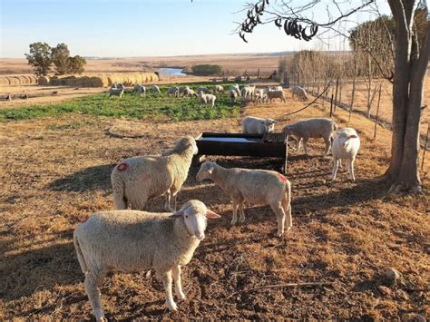 Tref Voorsorg Teen Siektes In N Intensiewe Skaapstelsel Agriorbit