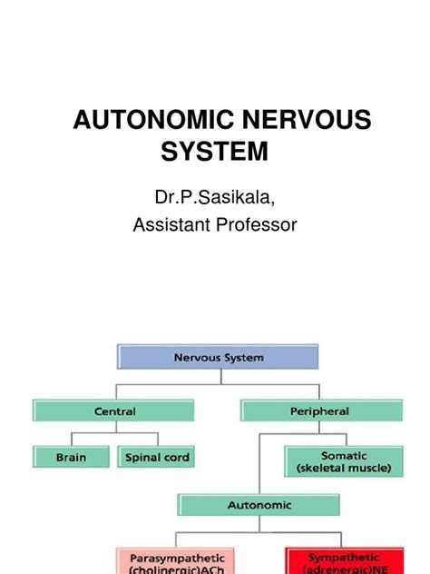 Pdf Function Autonomic Nervous System Dokumen Tips