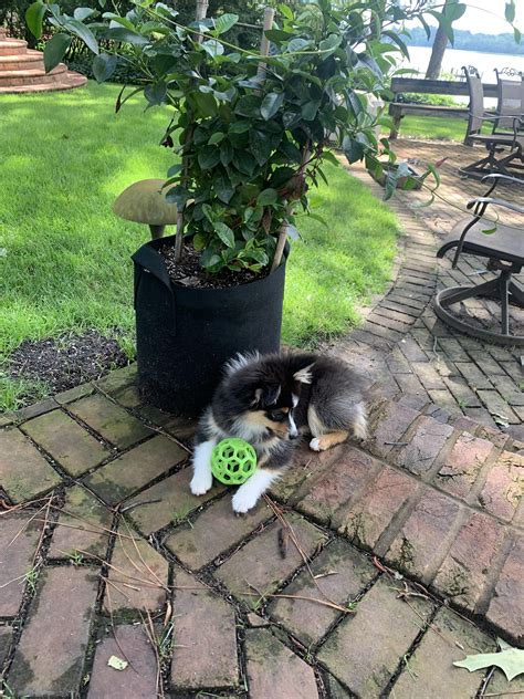 Her Favorite Toy Rpics