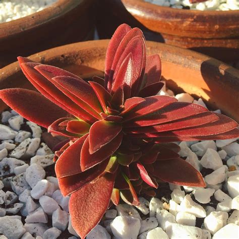 Crassula Capitella “red Pagoda” Rsucculents
