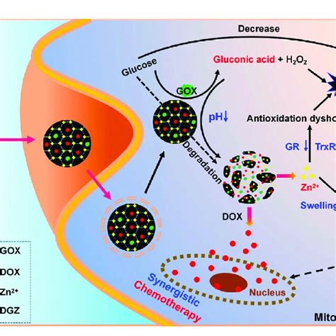 Schematic Illustration Of The Synergistic Effect Of Nanozymes In