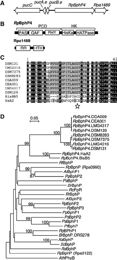 Molecular Characterization Of Rp Bphp4 A Arrangement Of Genes