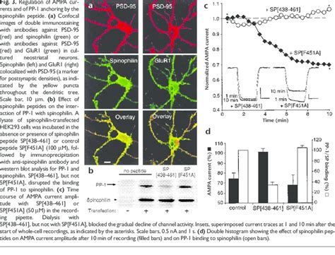 Regulation Of Ampa Currents And Of Pp 1 Anchoring By The Spinophilin Download Scientific