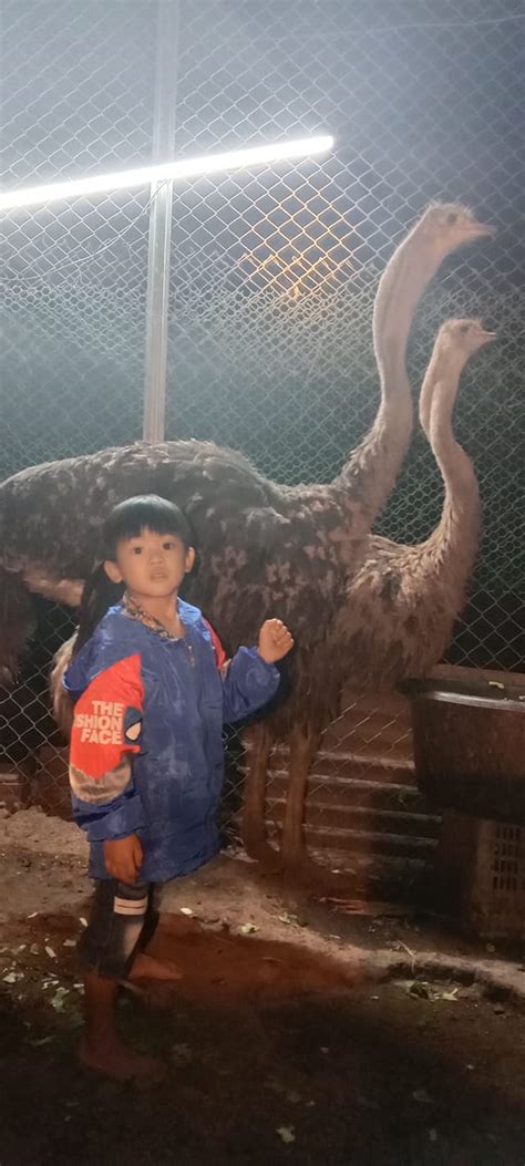 คนชอบเลี้ยงนกกระจอกเทศภาคอีสาน Facebook